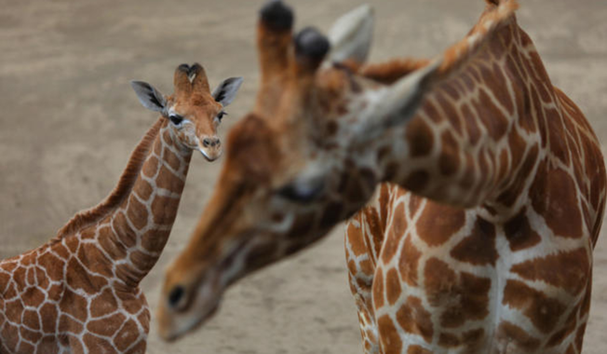 Jirafifíta, la jirafa bebé de México | Fernanda Familiar