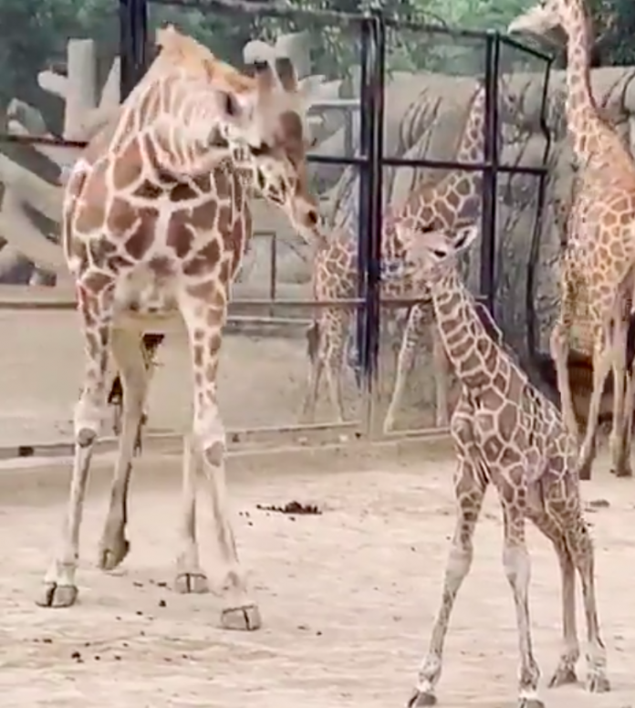 Nace jirafa en Zoológico de Chapultepec | Fernanda Familiar