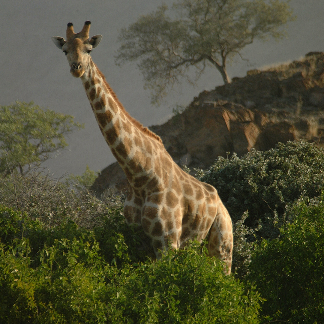 Glenmorangie Celebra el Día Mundial de la Jirafa | Fernanda Familiar